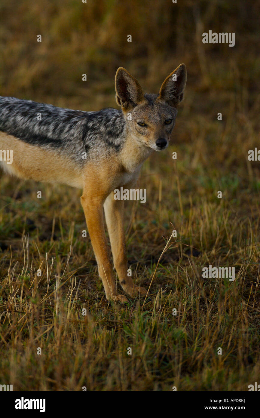 Jackels hi-res stock photography and images - Alamy