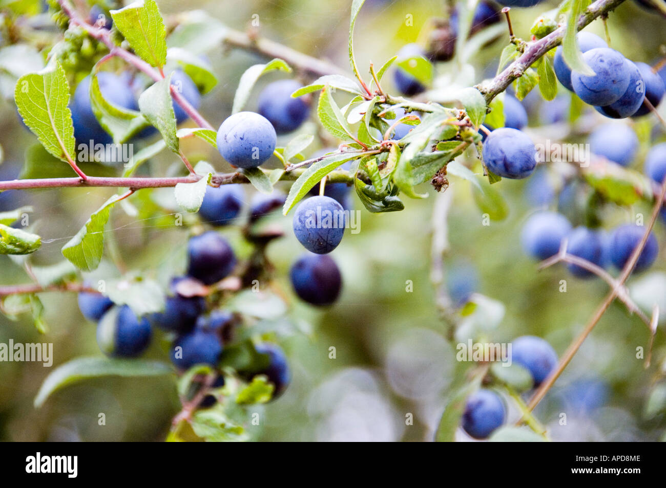 Hedge fruit berries hi-res stock photography and images - Alamy