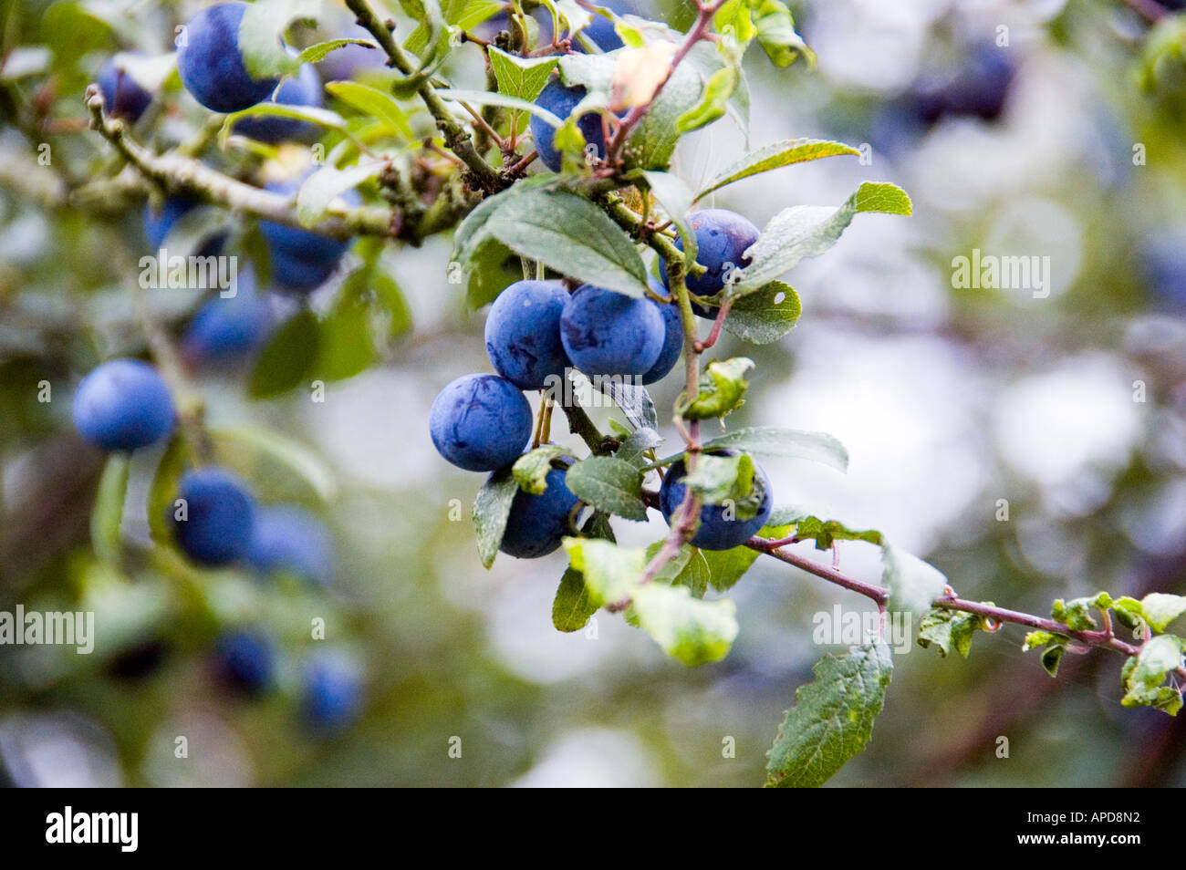 Sloesloeberries hi-res stock photography and images - Alamy