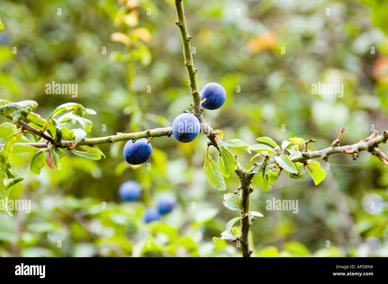 Sloesloeberries hi-res stock photography and images - Alamy