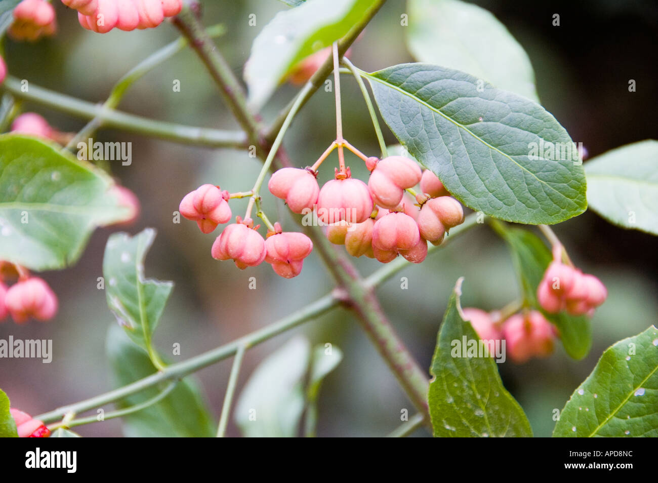 Spindle Tree Berries (Euonymus europaea Stock Photo - Alamy