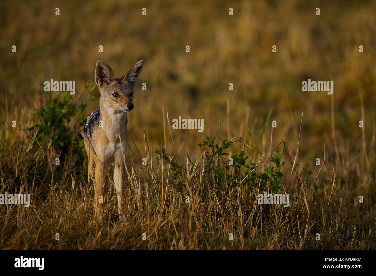 African jackel hi-res stock photography and images - Alamy