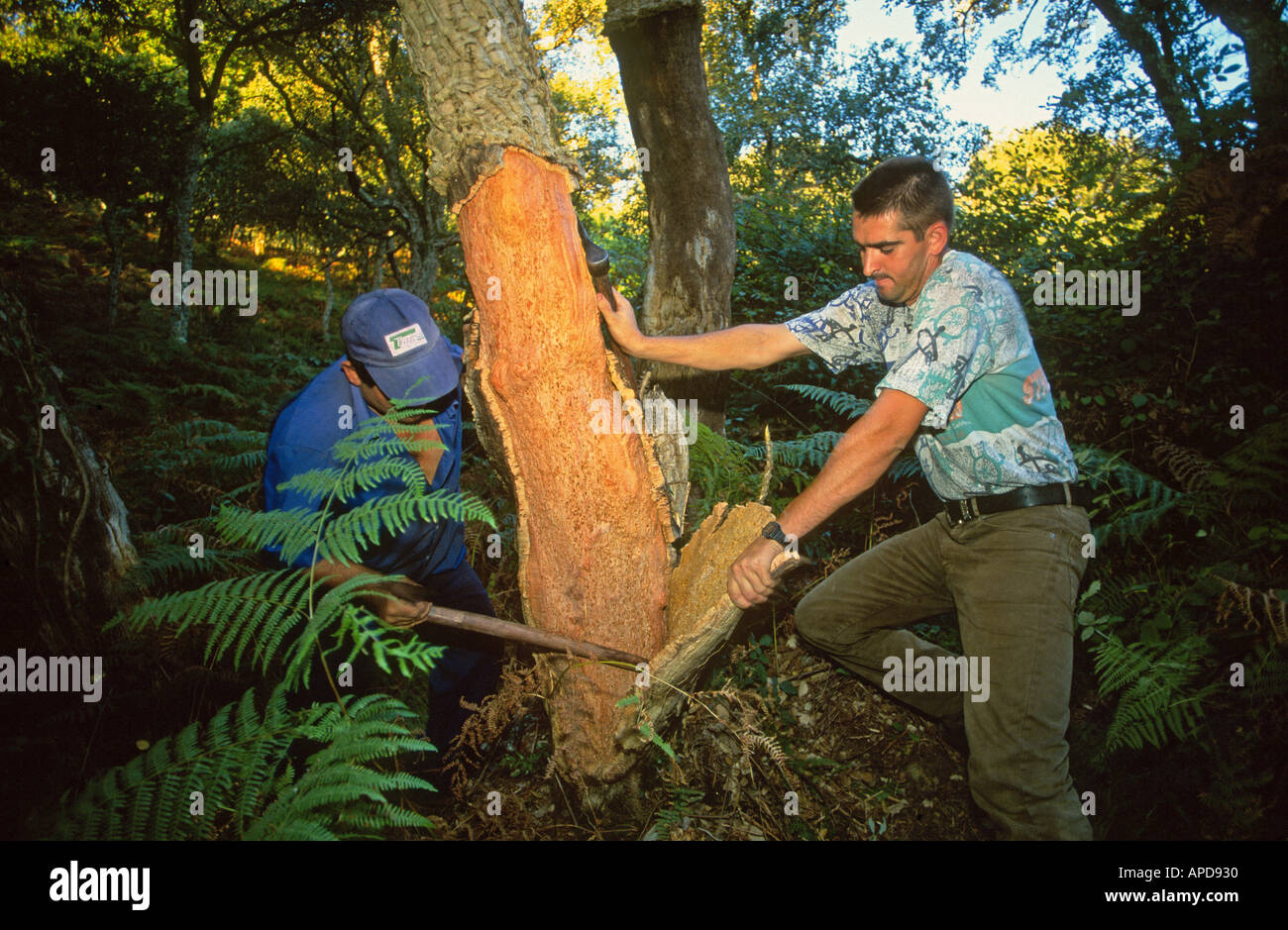 Spanish cork tree harvesting hi-res stock photography and images - Alamy
