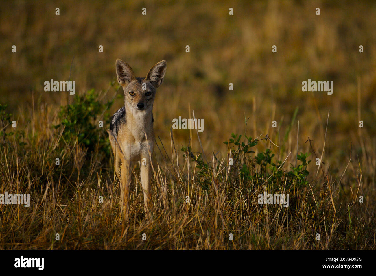 African jackel hi-res stock photography and images - Alamy