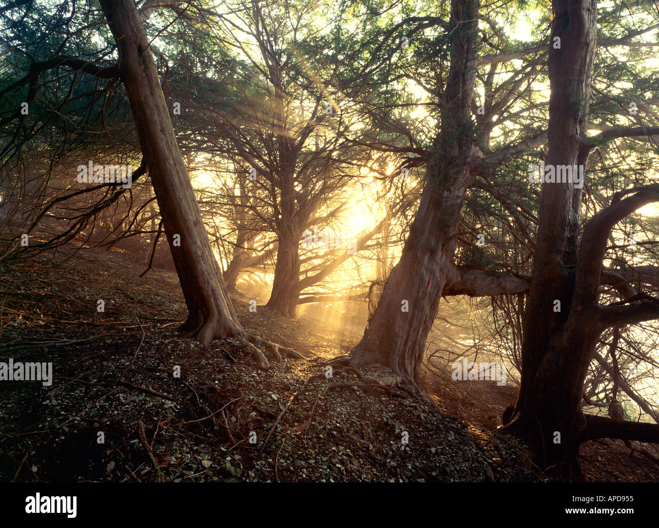 England with sunlight filtering through the tree hi-res stock ...
