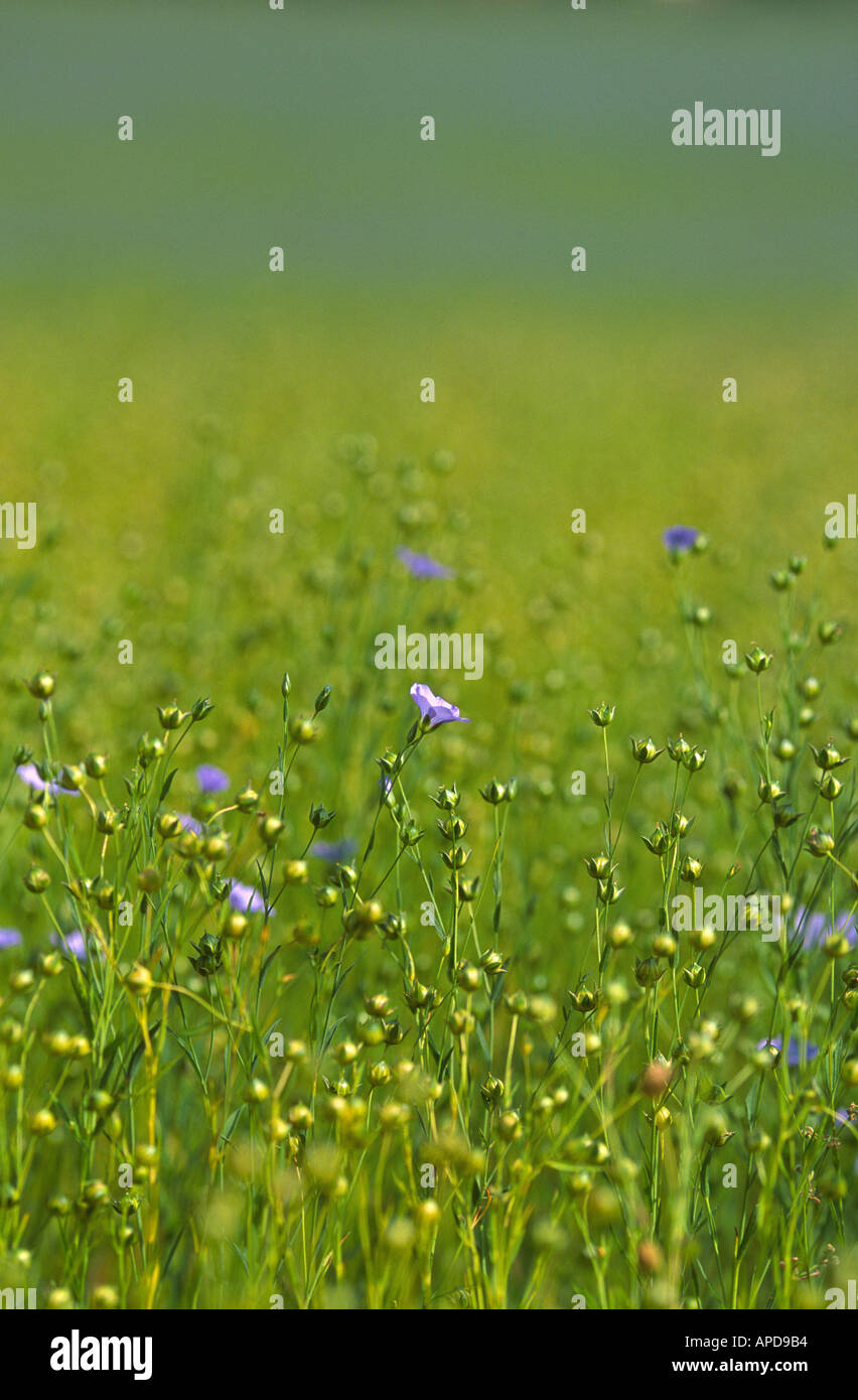 Flax linseed field with blue flowers and seeds, UK Stock Photo - Alamy