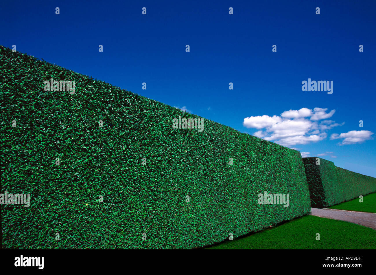 Tall perfectly trimmed hedge Stock Photo - Alamy