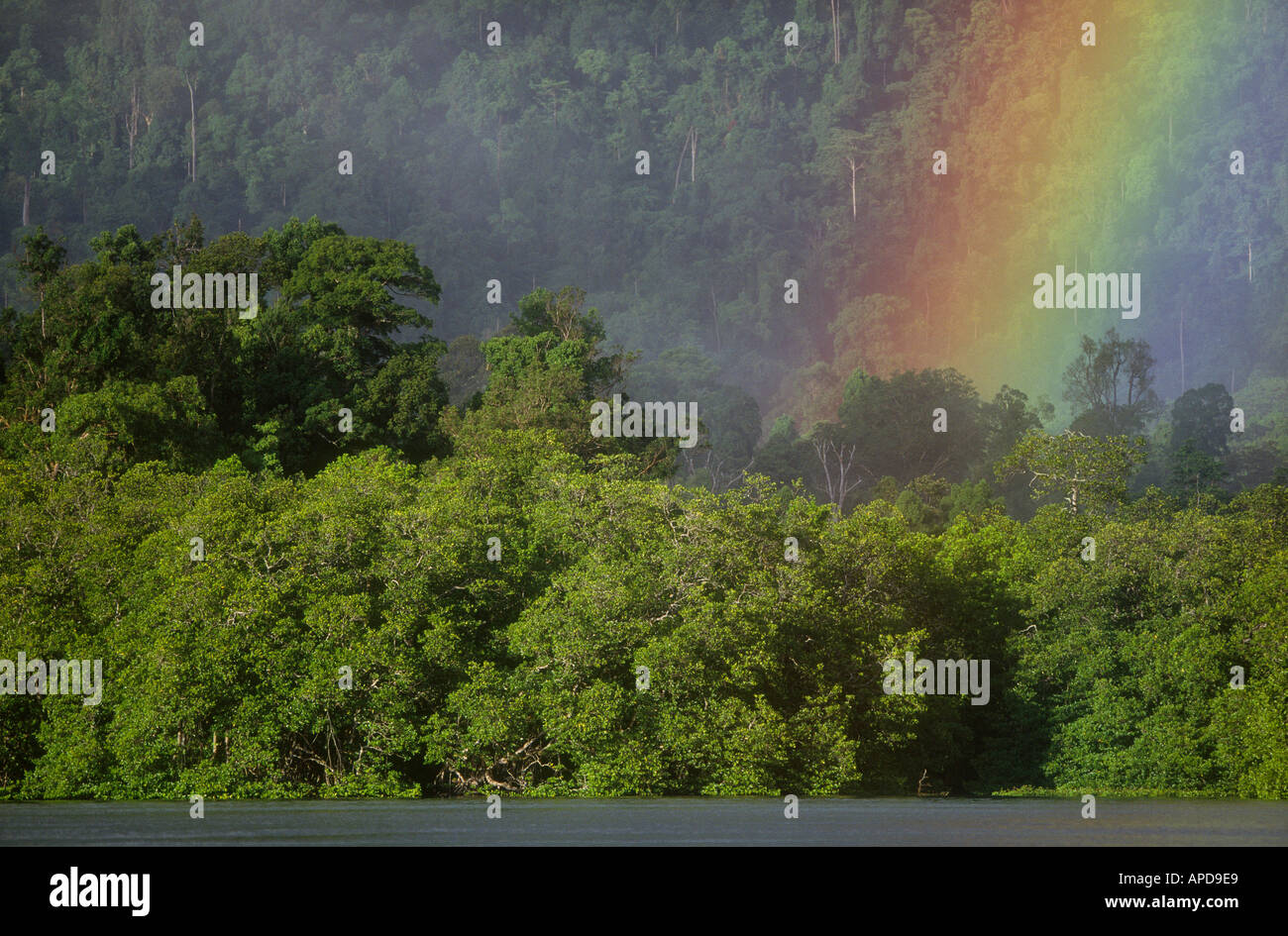Rainbow over rainforest East Kalimantan Indonesia Stock Photo - Alamy