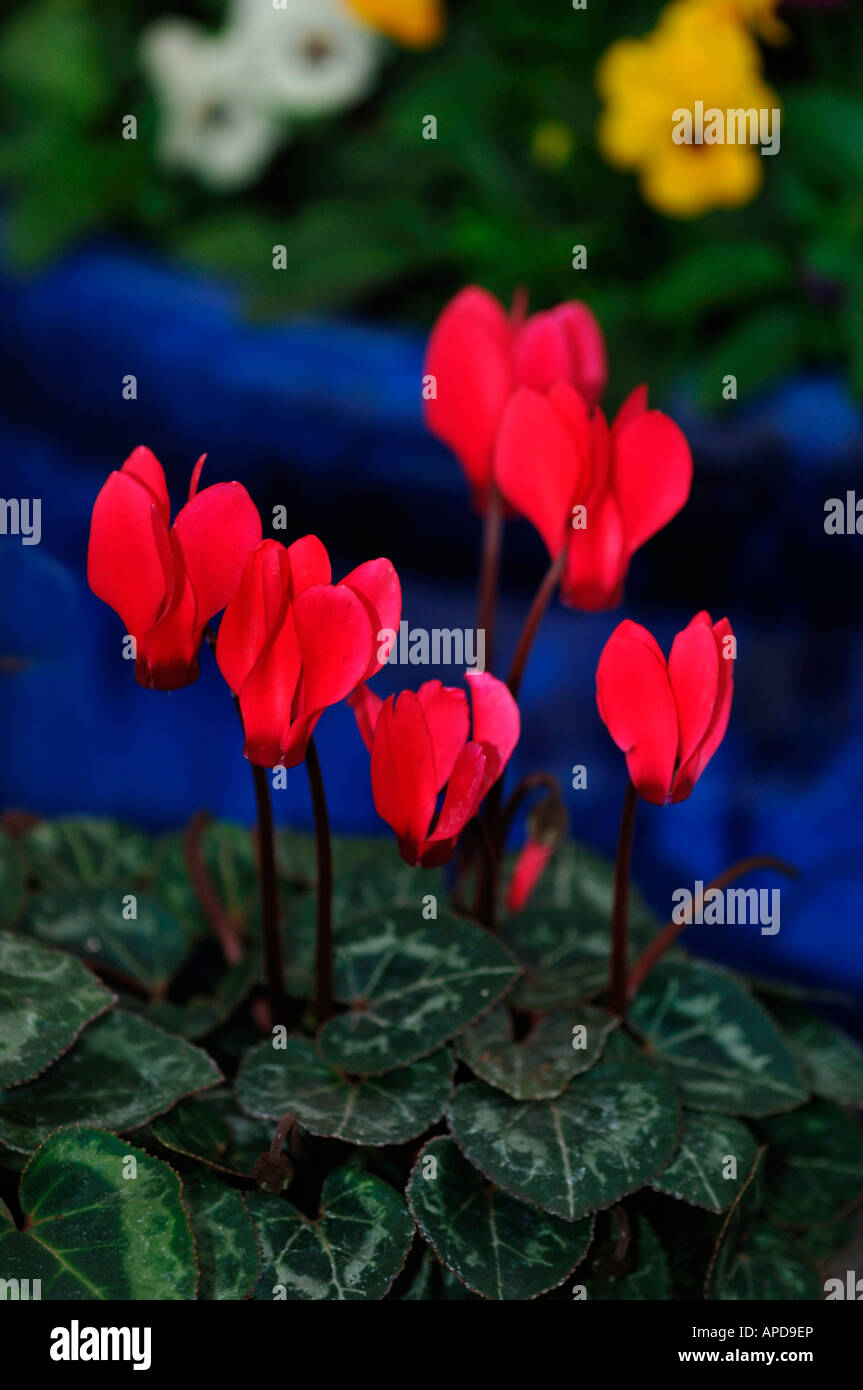Vivid Red Perennial Cyclamen Flowers Stock Photo - Alamy