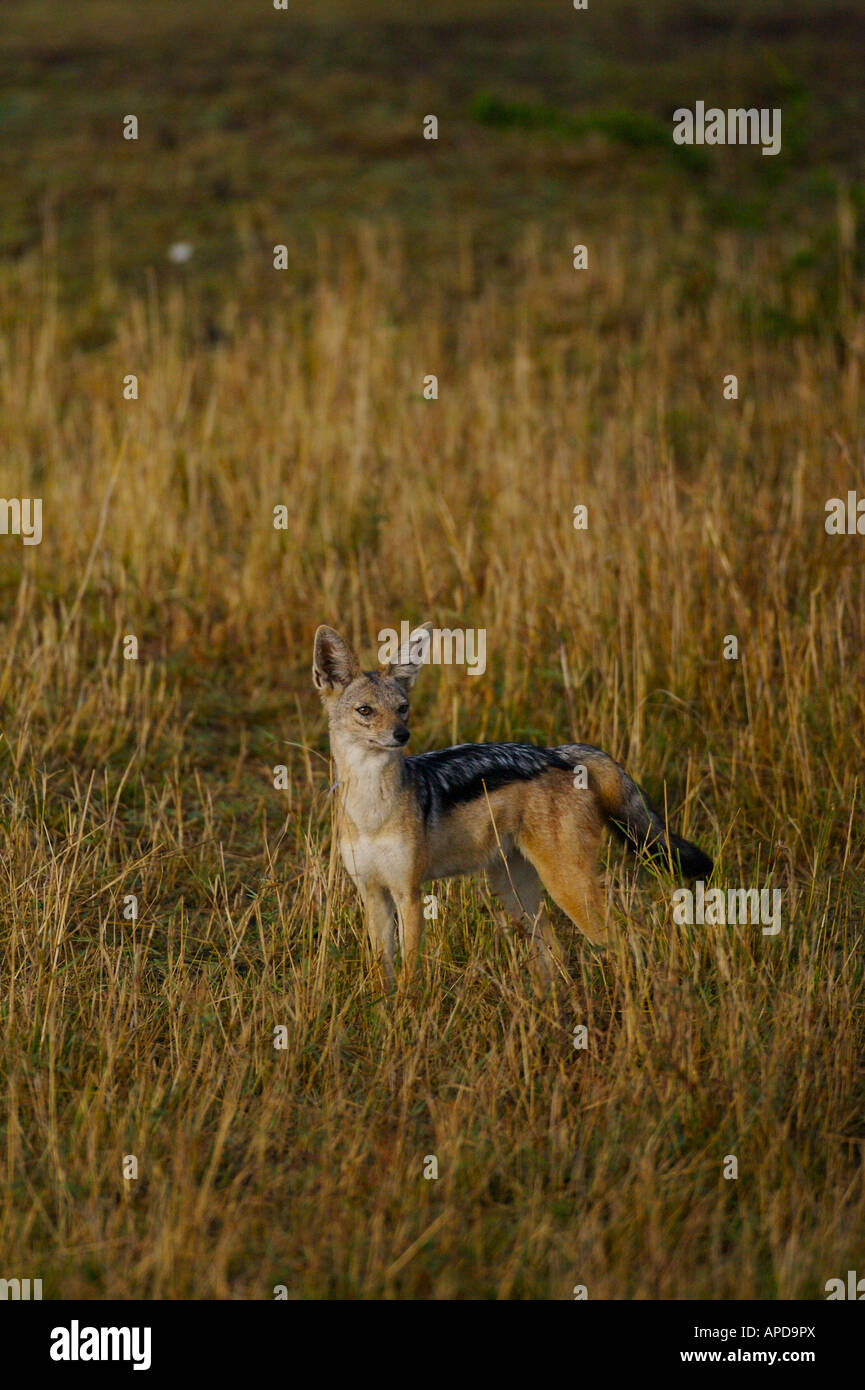 Jackels hi-res stock photography and images - Alamy
