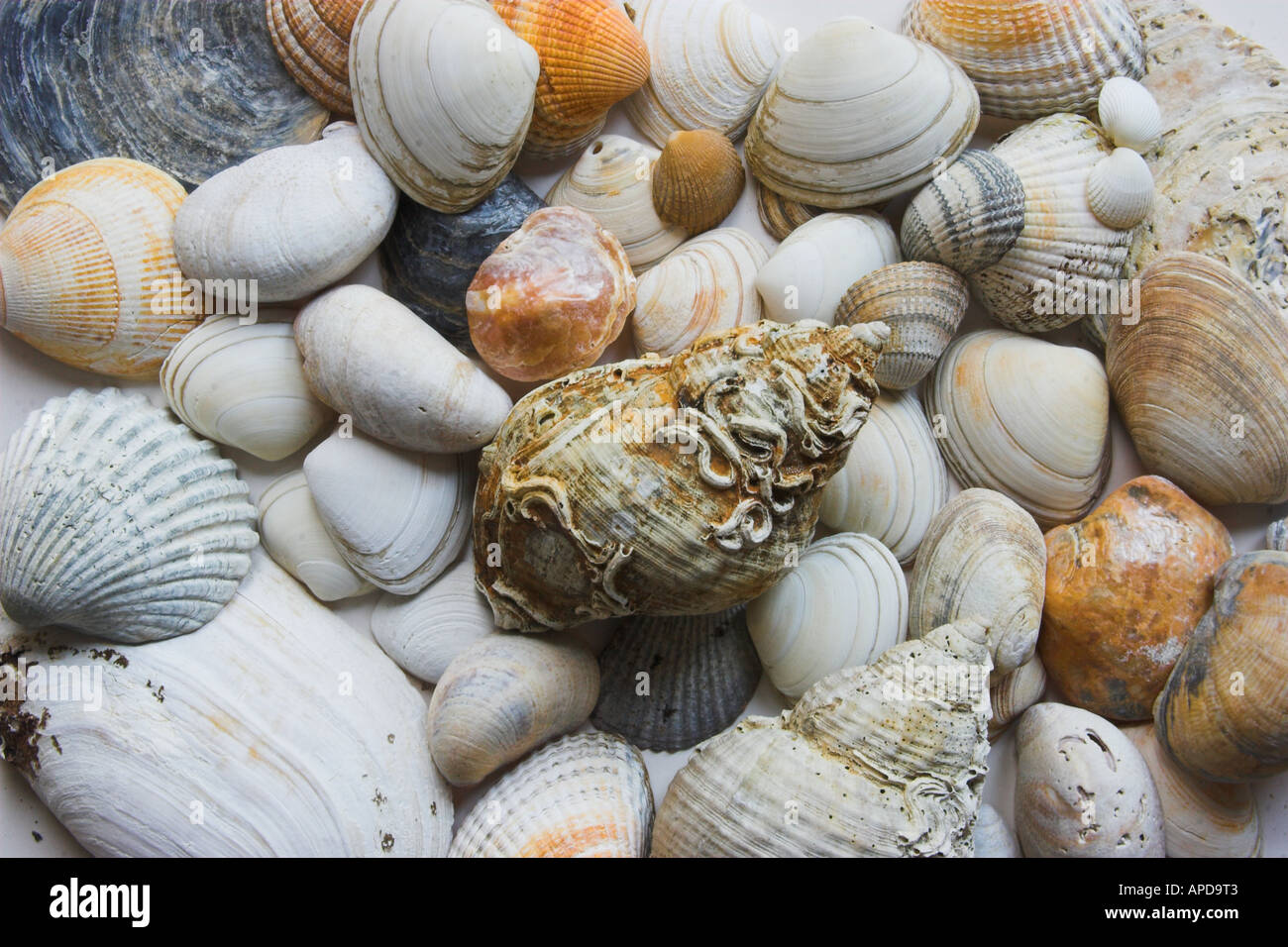 A variety of Sea shell on the Sea shore, also small pieces of coal can ...