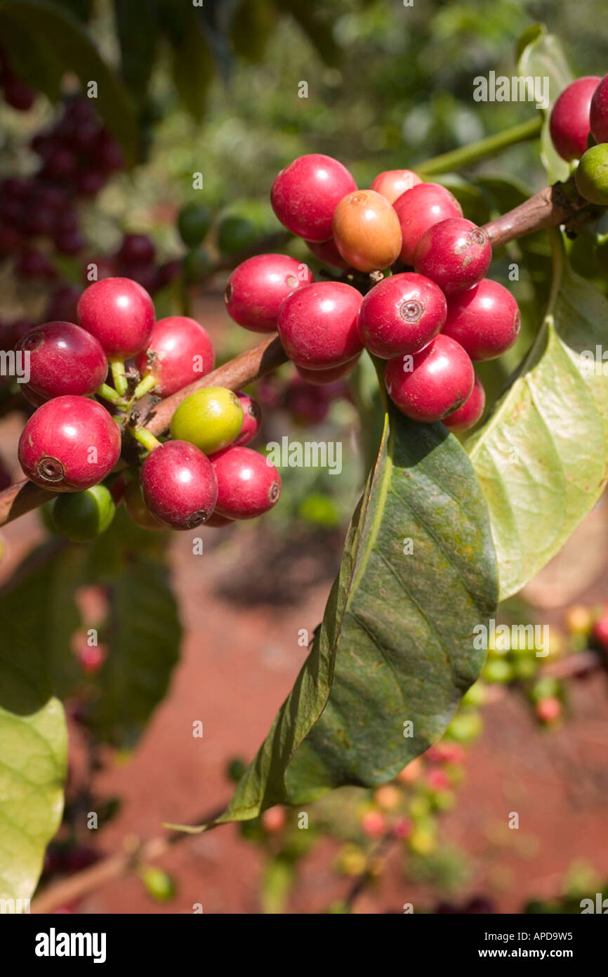 Africa Kenya Ruira Detail of ripe Arabica coffee beans growing on ...
