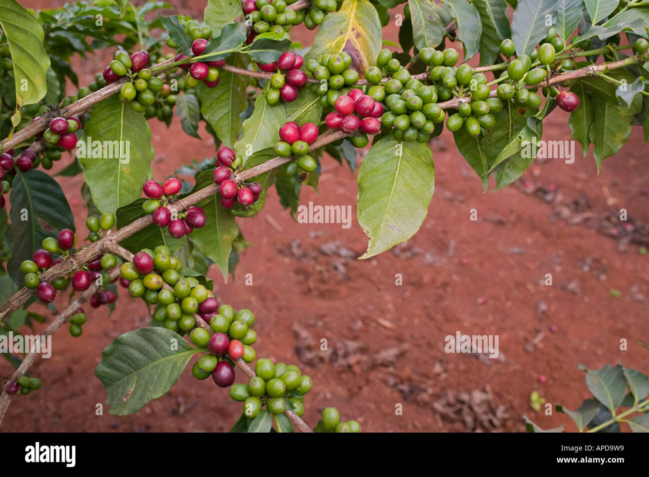 Africa Kenya Ruira Detail of ripe Arabica coffee beans growing on ...