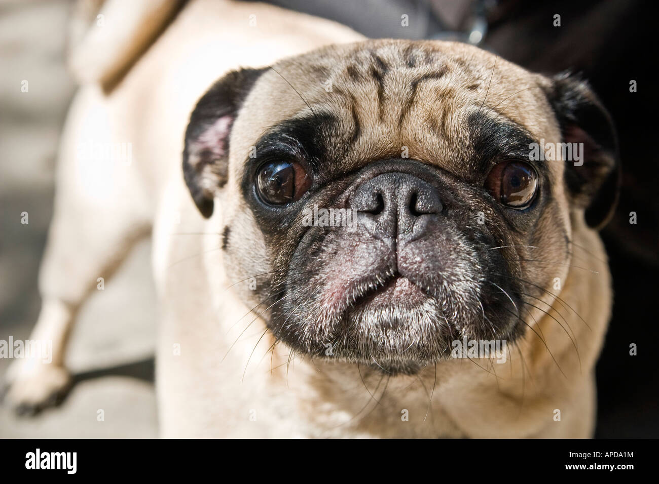 Confused pug hi-res stock photography and images - Alamy