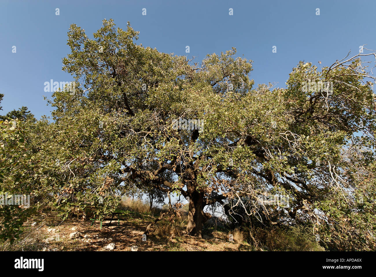 Israel Jezreel Valley Mount Tabor Oak Qyercus Ithaburensis tree in ...