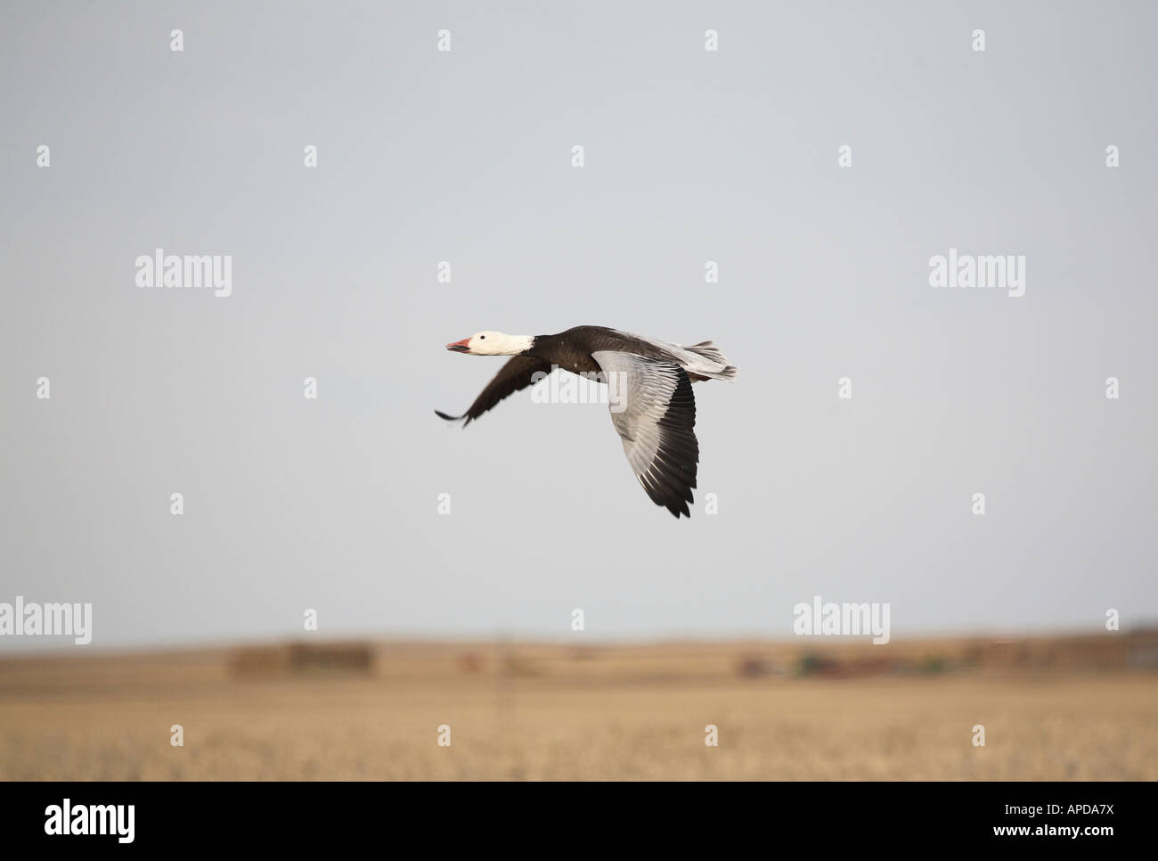 Lone Snow Goose in flight Stock Photo - Alamy