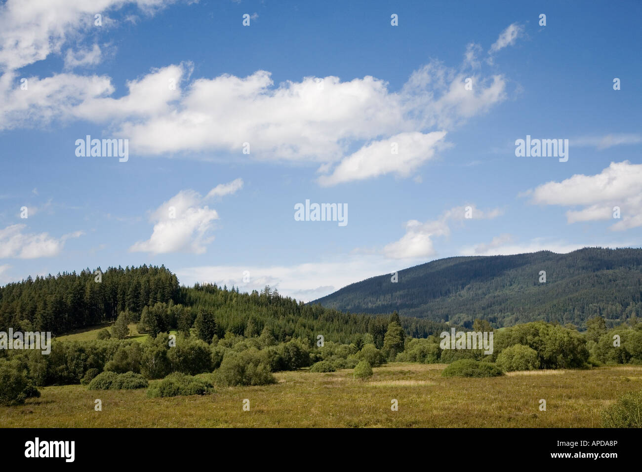 Meadow and forest in Sumava national park Bohemia Czech republic Stock ...
