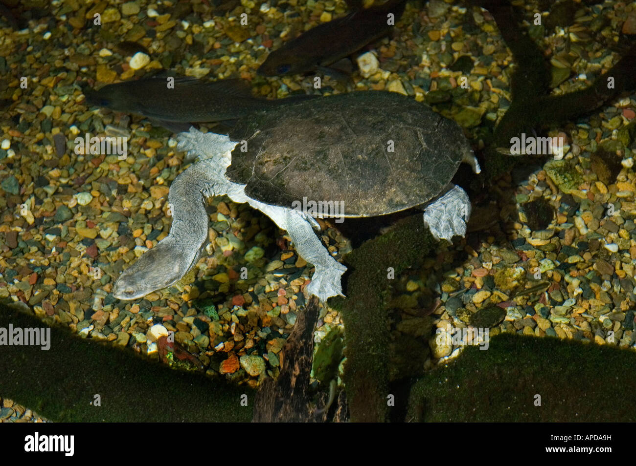 Broad shelled turtle Macrochelodina expansa Stock Photo - Alamy
