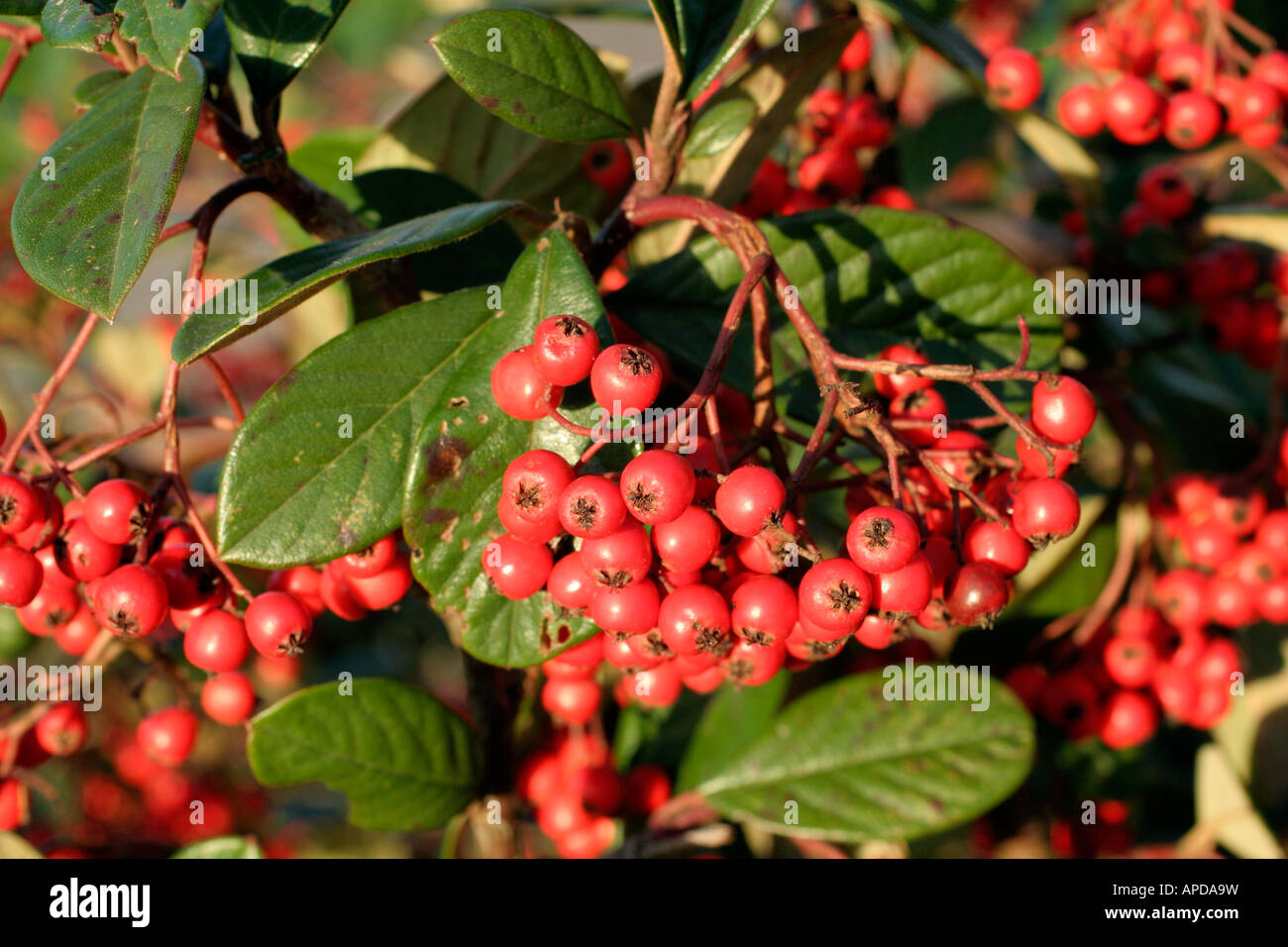 Cotoneaster lacteus holds its berries right through winter shown late ...