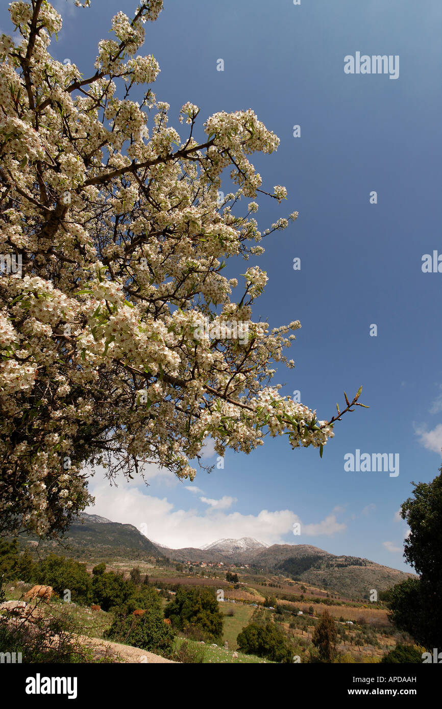 The Golan Heights Syrian Pear Pyrus Syriaca in Nabi Hazuri Stock Photo ...