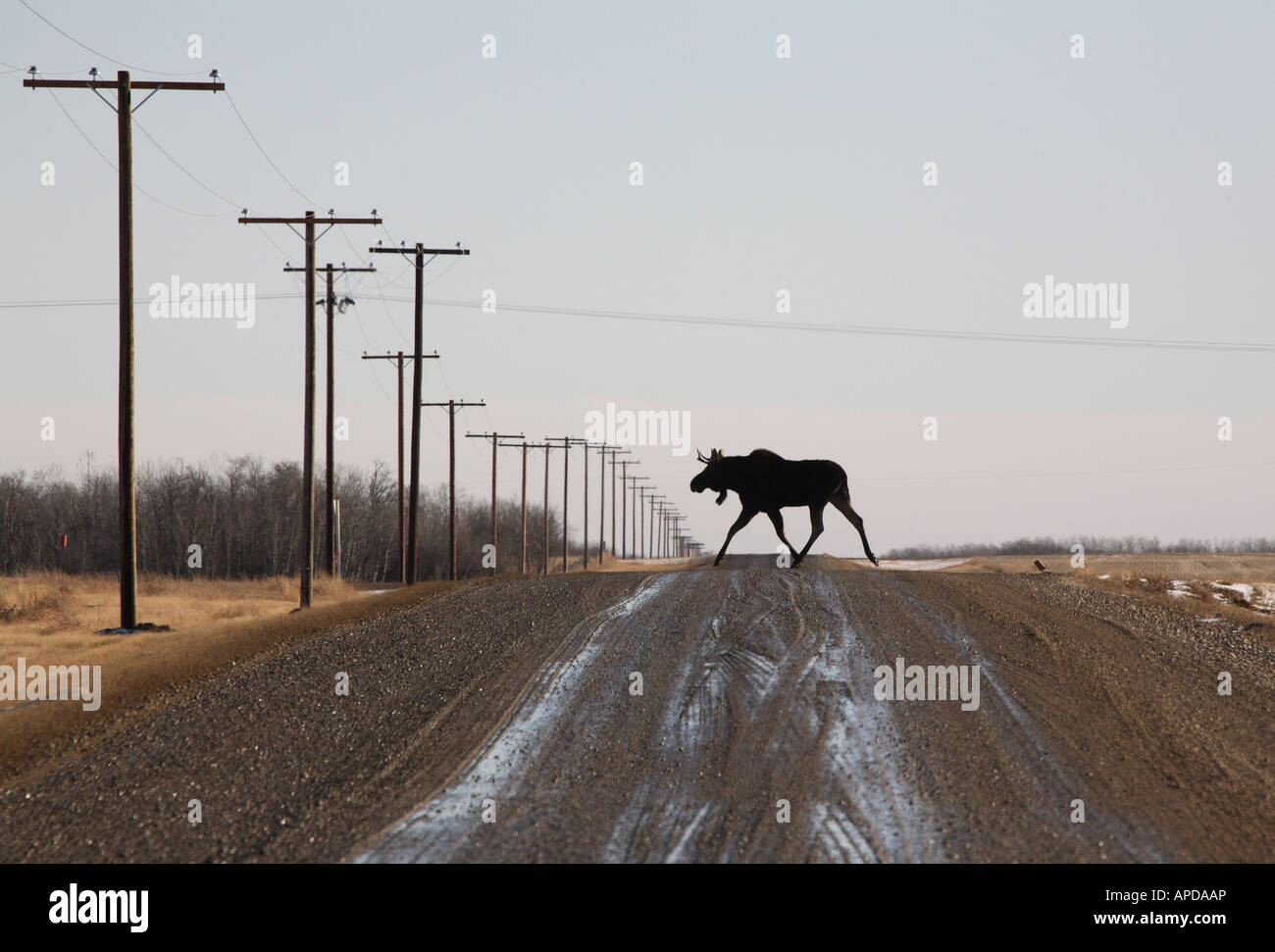 Moose antlers in road hi-res stock photography and images - Alamy