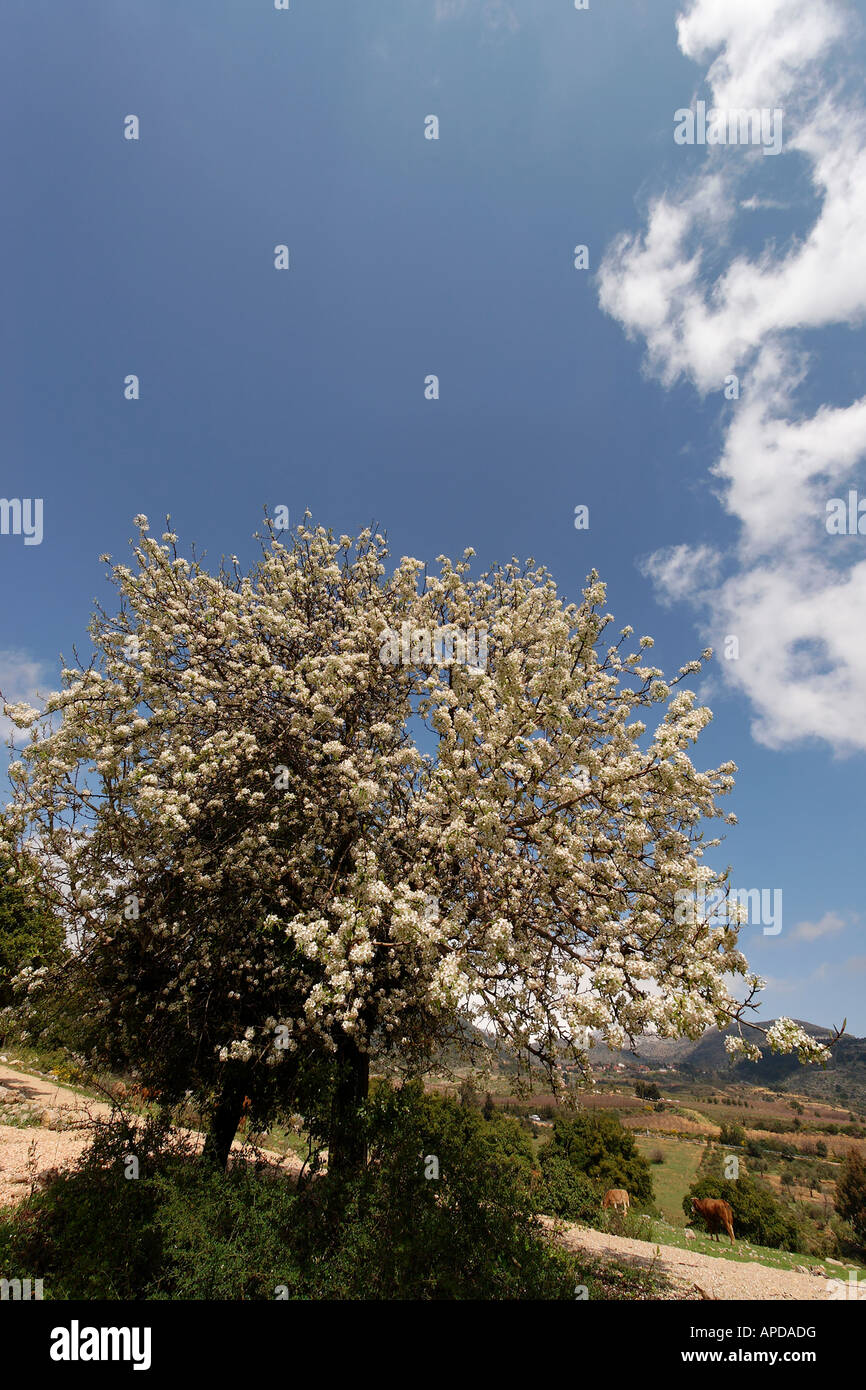 The Golan Heights Syrian Pear Pyrus Syriaca in Nabi Hazuri Stock Photo ...