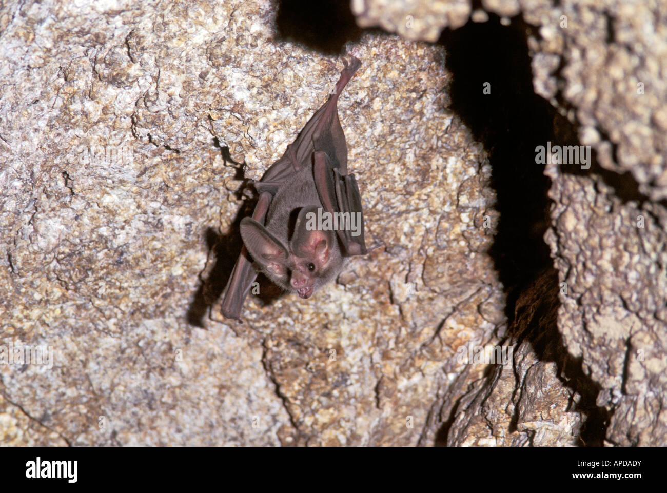 California Leaf-nosed Bat Macrotus californicus Alamos Sonora MEXICO ...