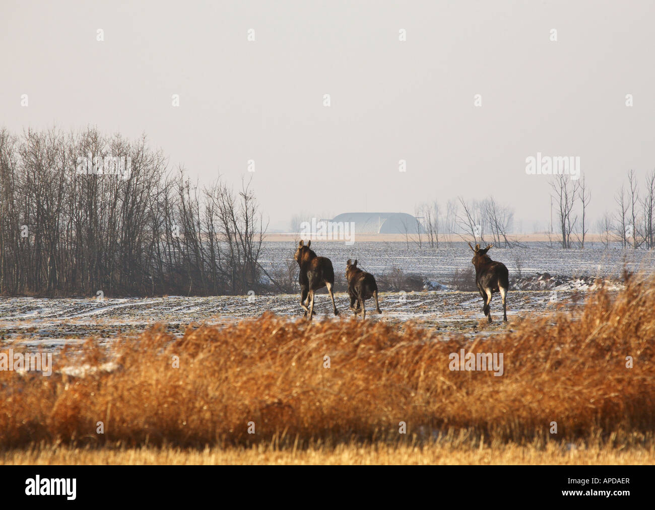 Calf moose running hi-res stock photography and images - Alamy
