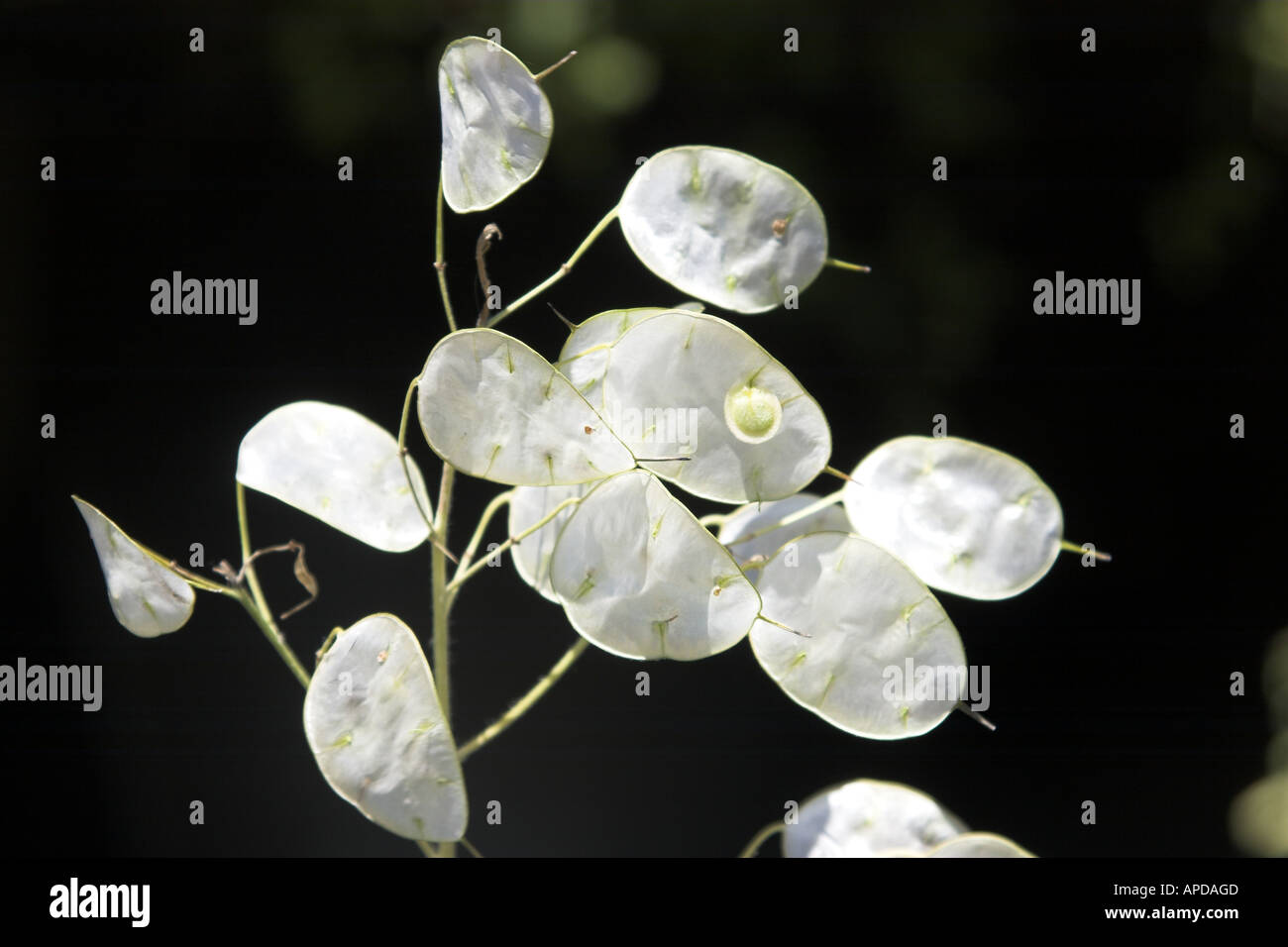 Honesty plant hi-res stock photography and images - Alamy