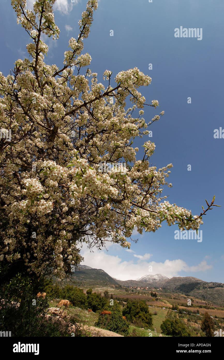 The Golan Heights Syrian Pear Pyrus Syriaca in Nabi Hazuri Stock Photo ...