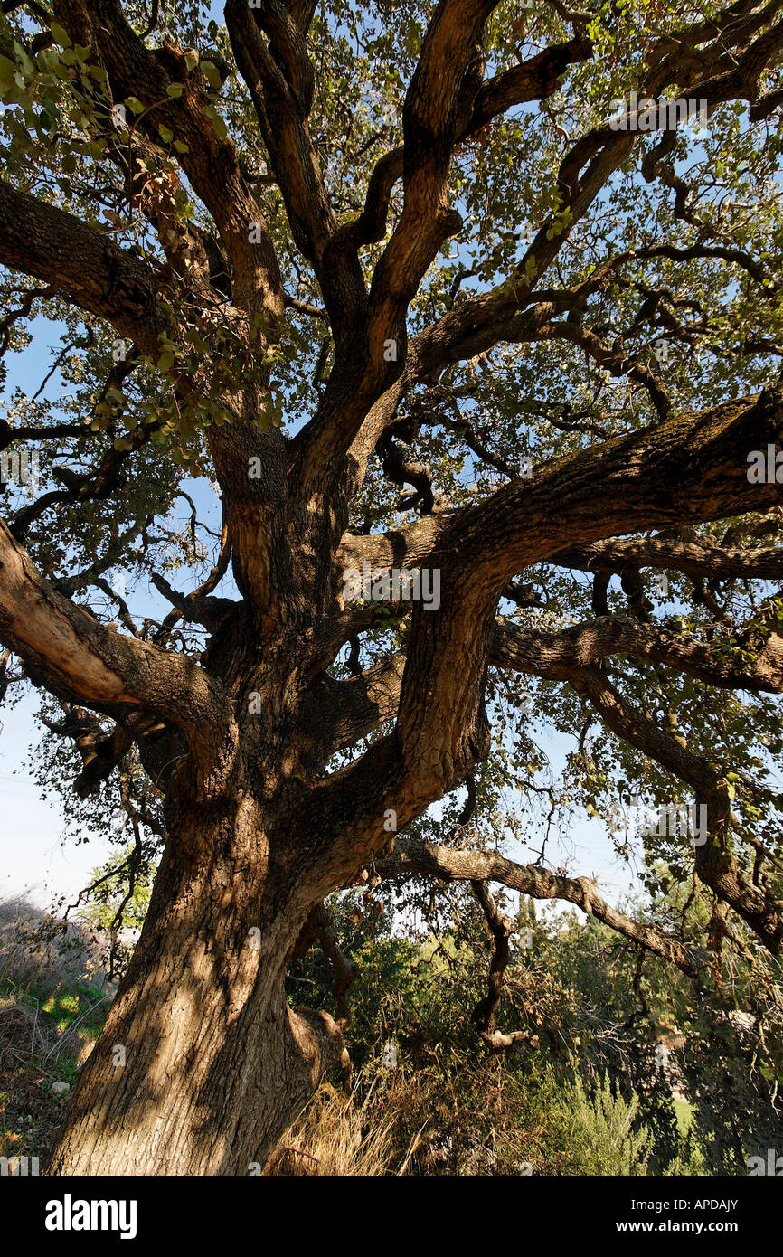 Israel Jezreel Valley Mount Tabor Oak Quercus Ithaburensis tree in ...