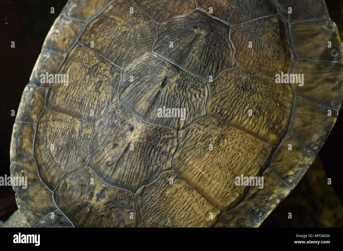 Tortoise shell pattern hi-res stock photography and images - Alamy
