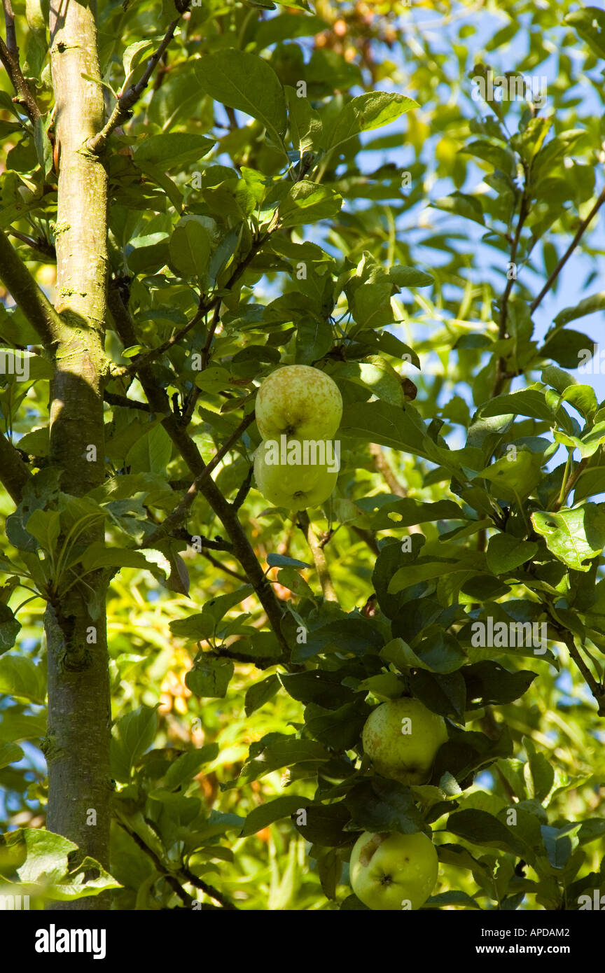 Hedgerow apples hi-res stock photography and images - Alamy