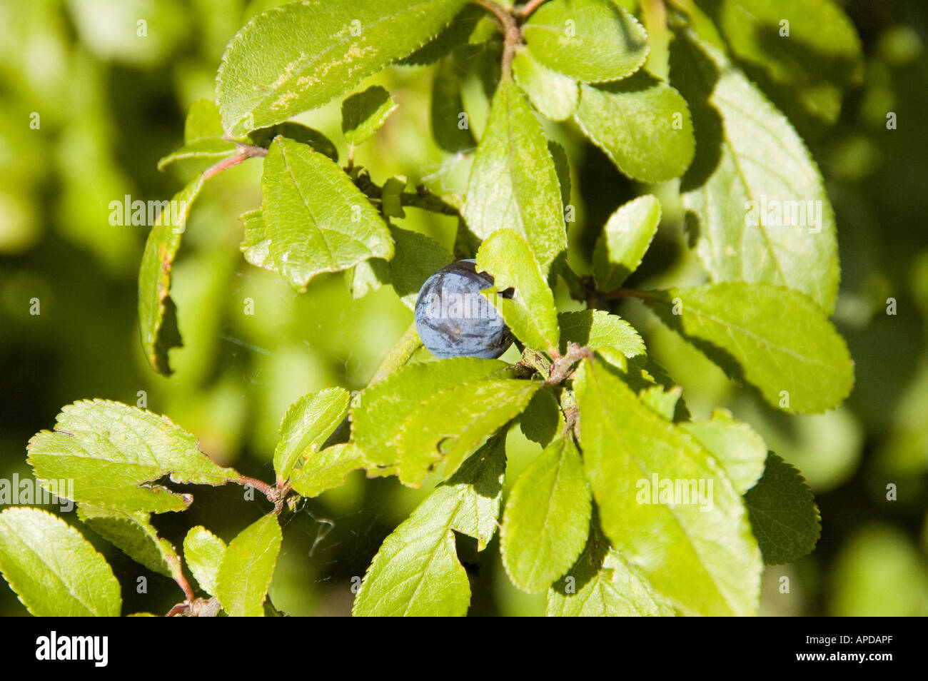 Sloesloeberries hi-res stock photography and images - Alamy