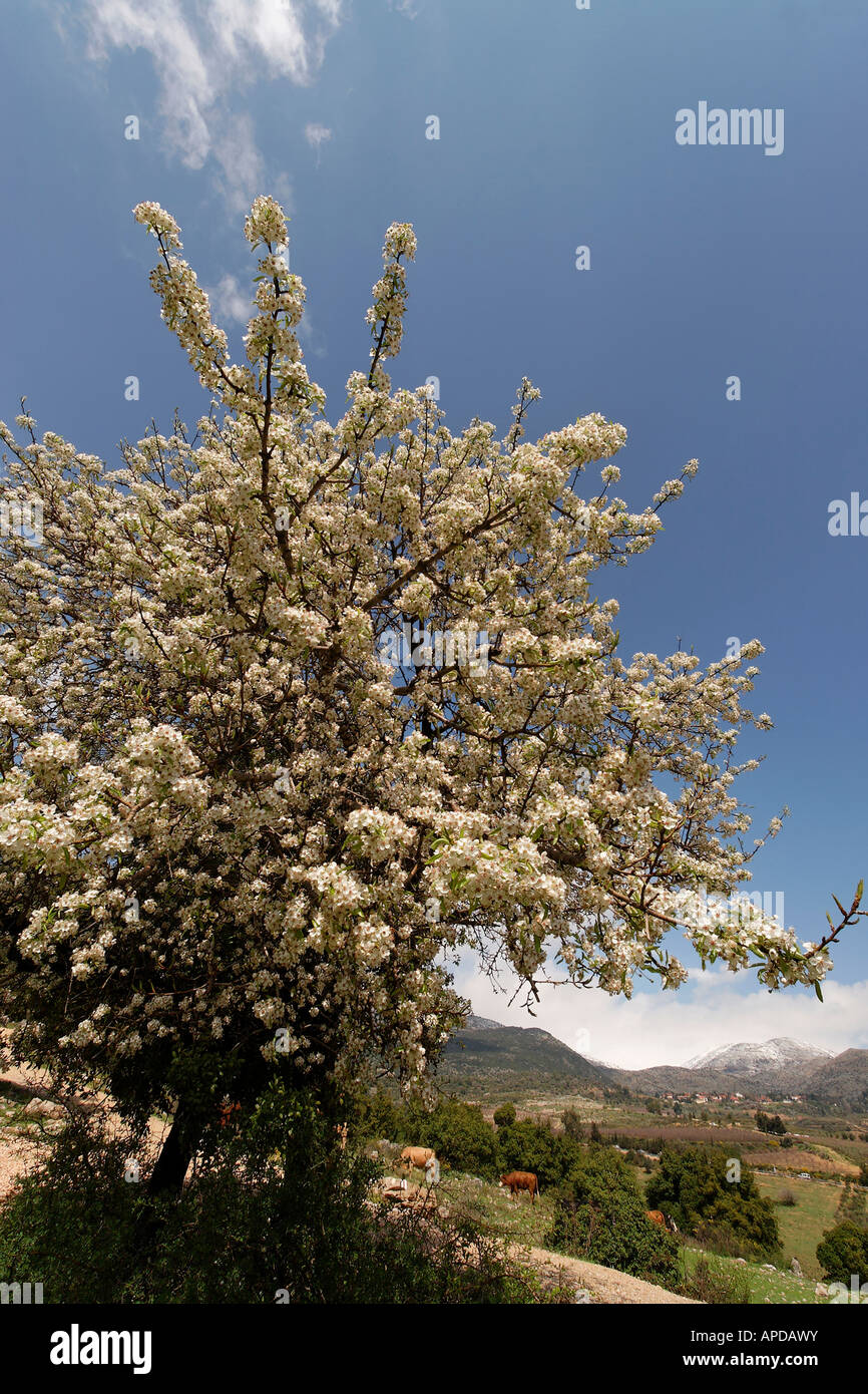 The Golan Heights Syrian Pear Pyrus Syriaca in Nabi Hazuri Stock Photo ...