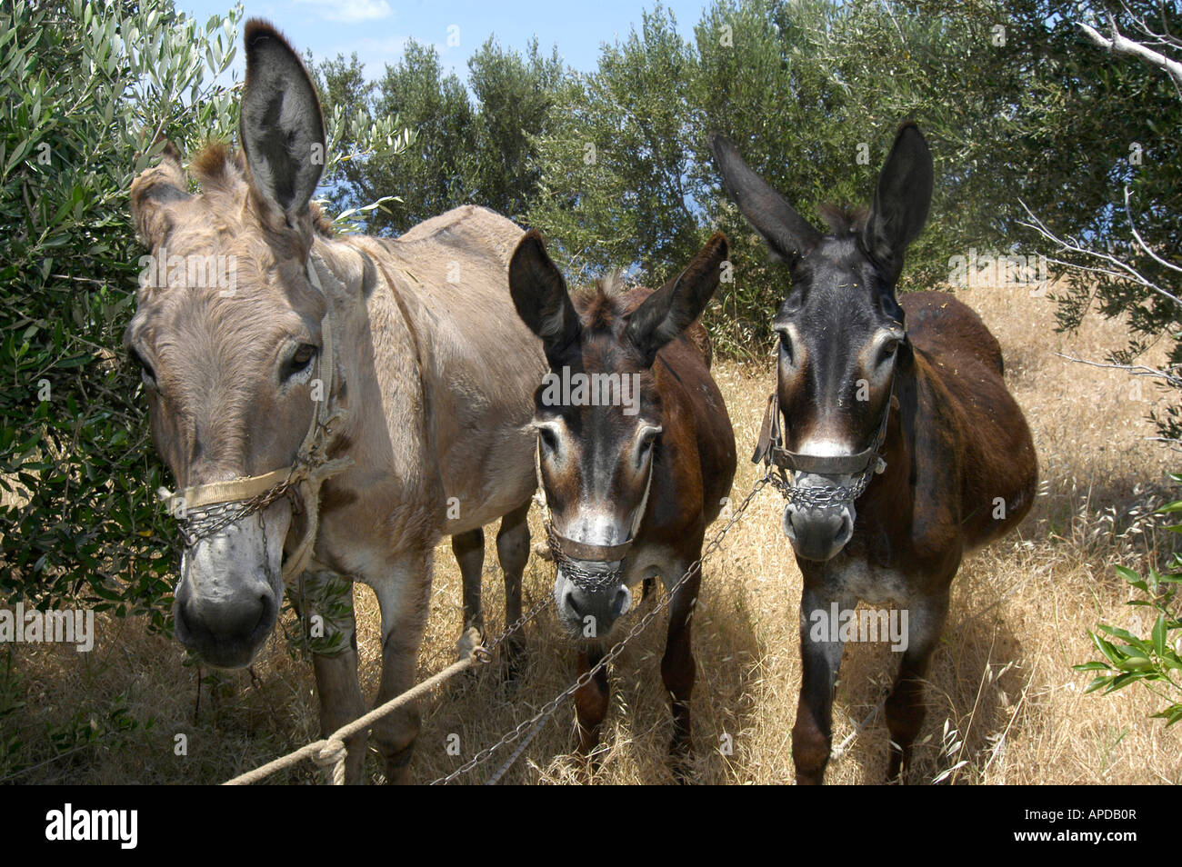 Three donkeys in a field of olive tries greece Stock Photo - Alamy