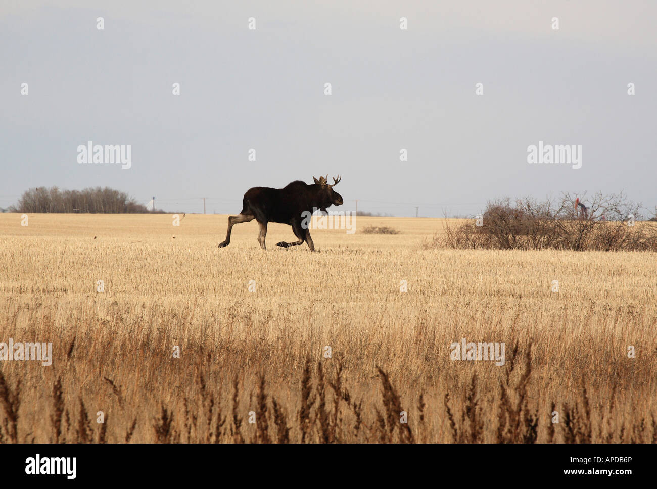 Moose running through stubble field Stock Photo - Alamy