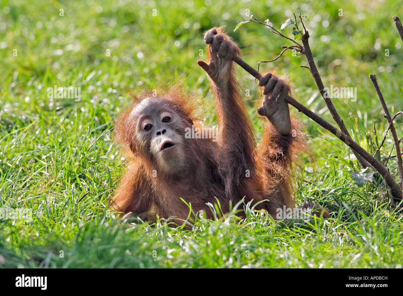 Orangutan (Pongo pygmaeus) baby playing with bush Stock Photo - Alamy