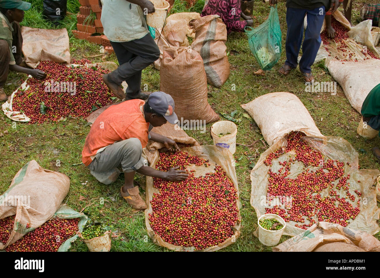 Africa Kenya Ruira Coffee pickers sort through piles of ripe Arabica ...