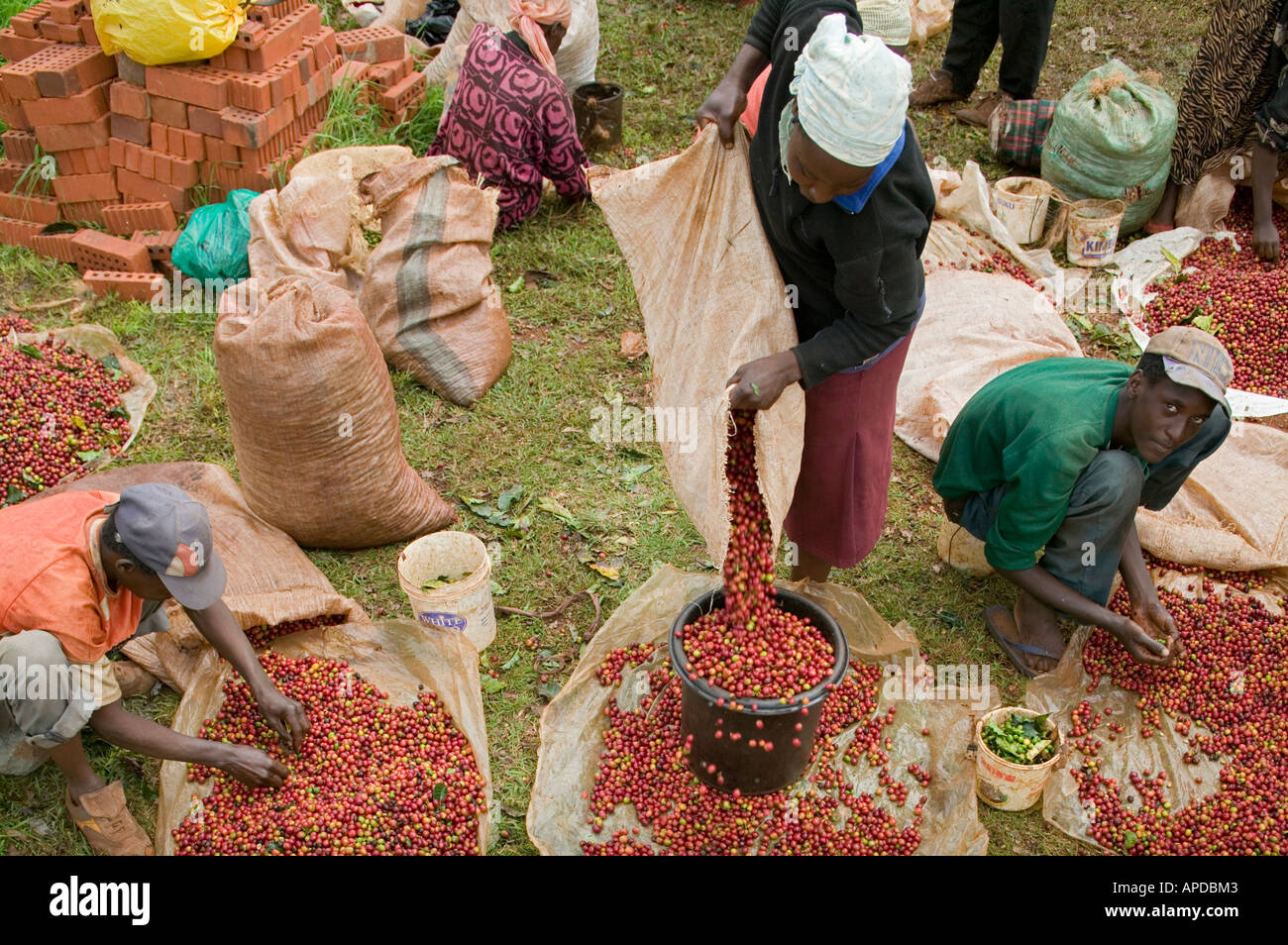 Africa Kenya Ruira Coffee pickers sort through piles of ripe Arabica ...