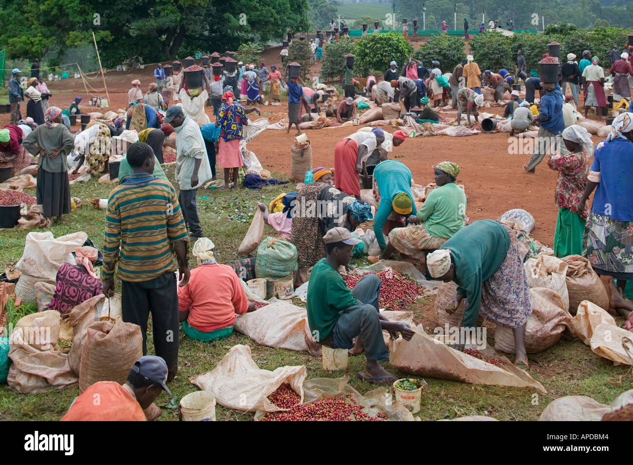 Africa Kenya Ruira Coffee pickers sort through piles of ripe Arabica ...