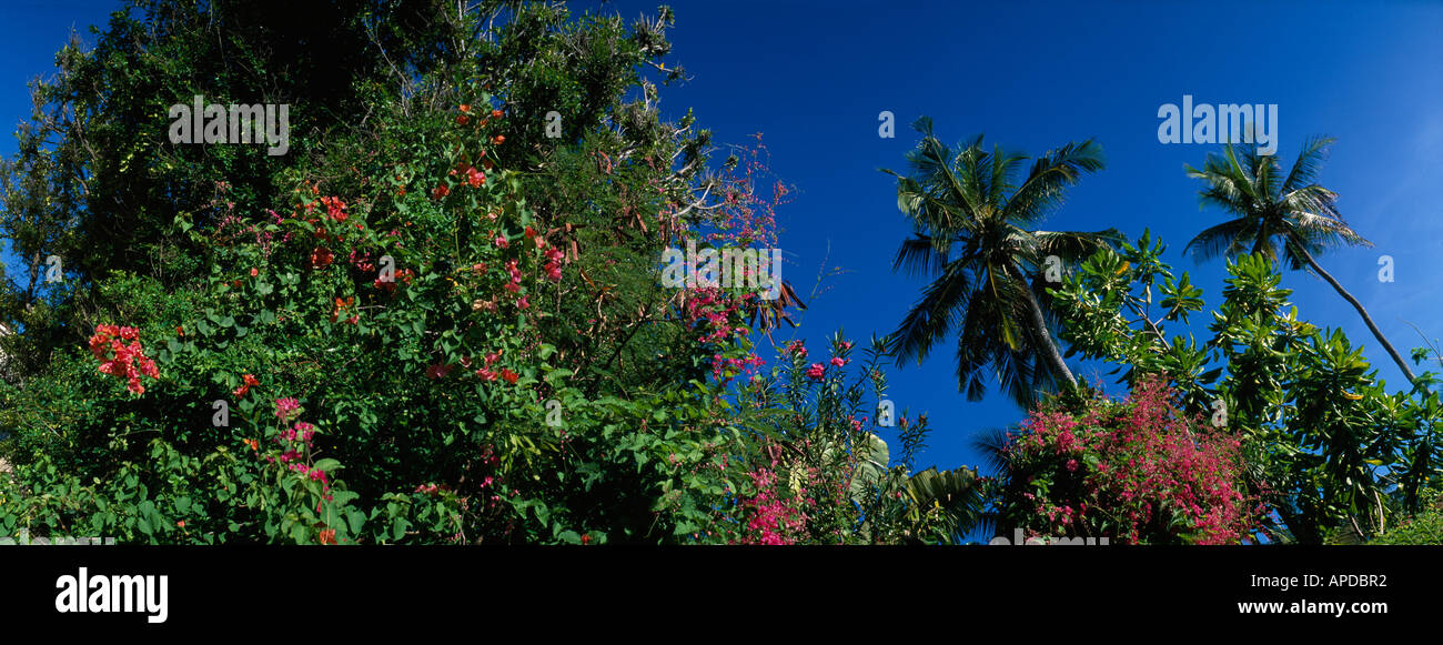 Africa Kenya Mombasa Morning sun lights bougainvillea flowers and palm ...