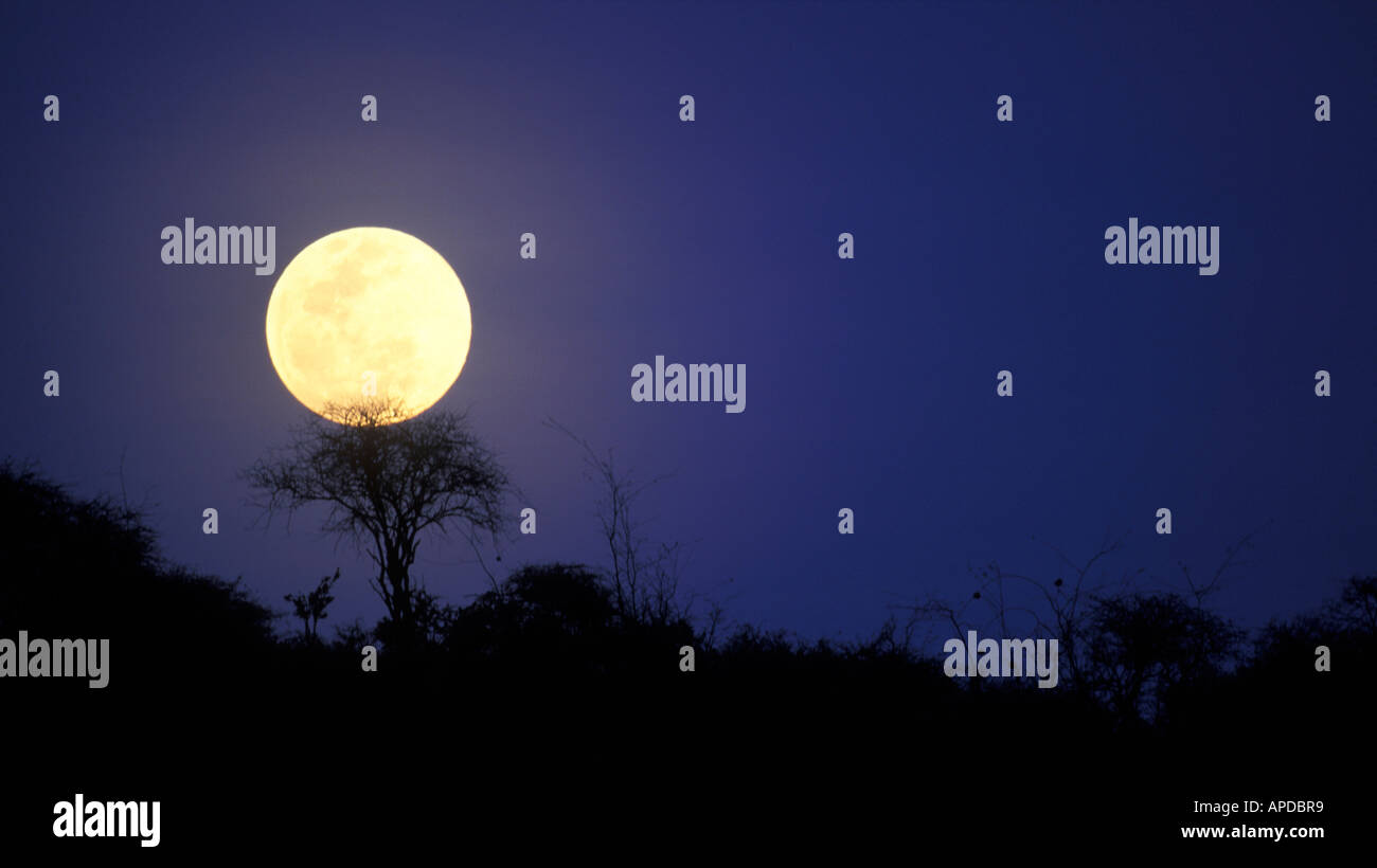 Africa Kenya Amboseli National Park Full moon rises above acacia tree ...