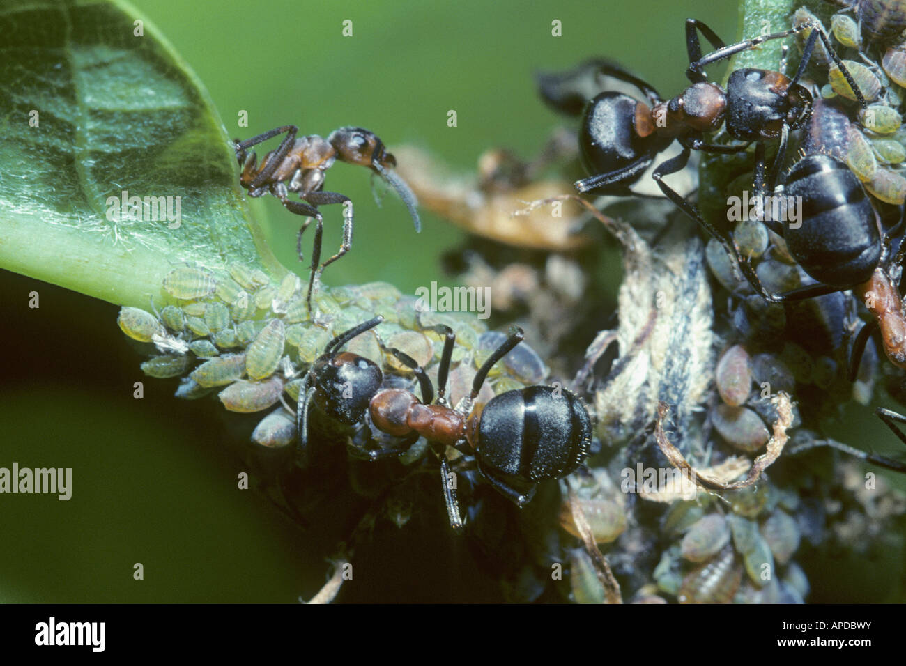 Wood Ants Formica rufa workers milking Aphids Kent England Stock Photo ...