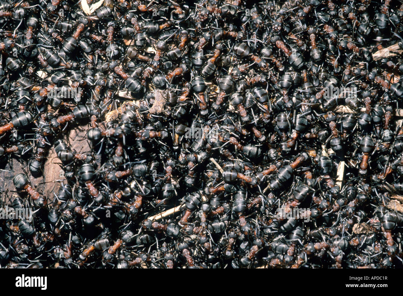 Wood ants, Formica rufa, nest, Kent, England Stock Photo - Alamy