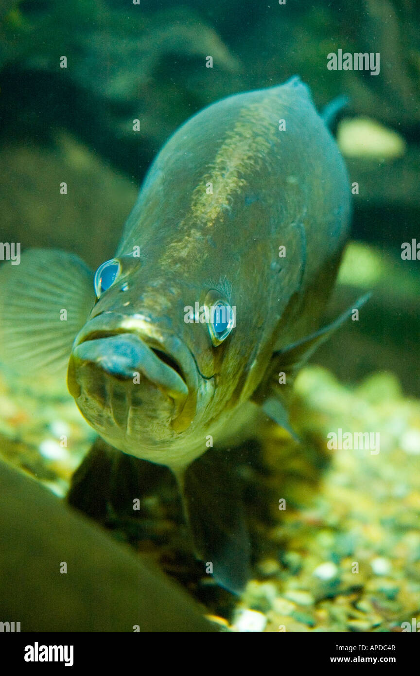 Barra barramundi Lates calcarifer Stock Photo - Alamy