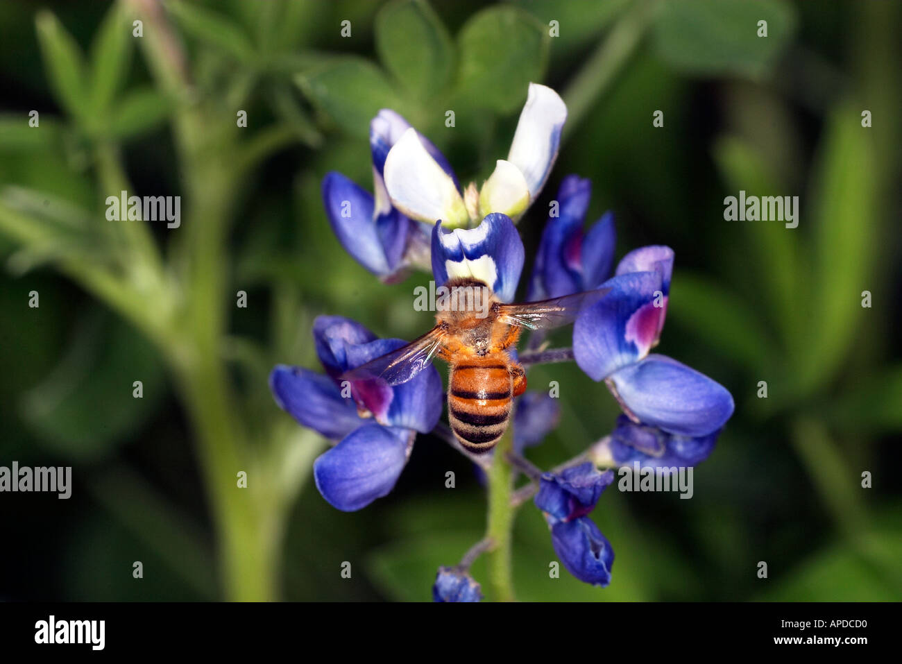 Blue Pollen Baskets High Resolution Stock Photography and Images - Alamy