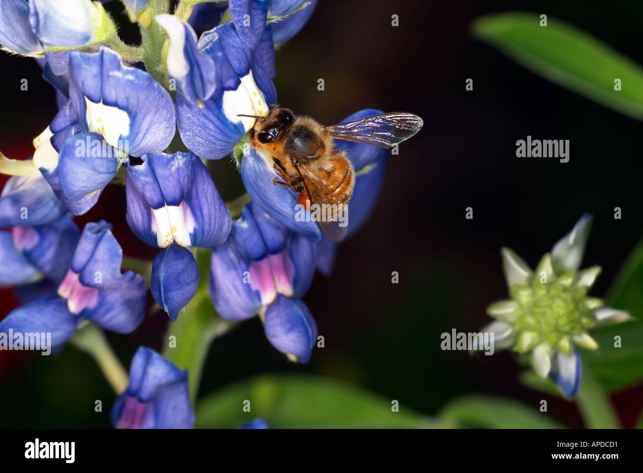 Blue Pollen Baskets High Resolution Stock Photography and Images - Alamy
