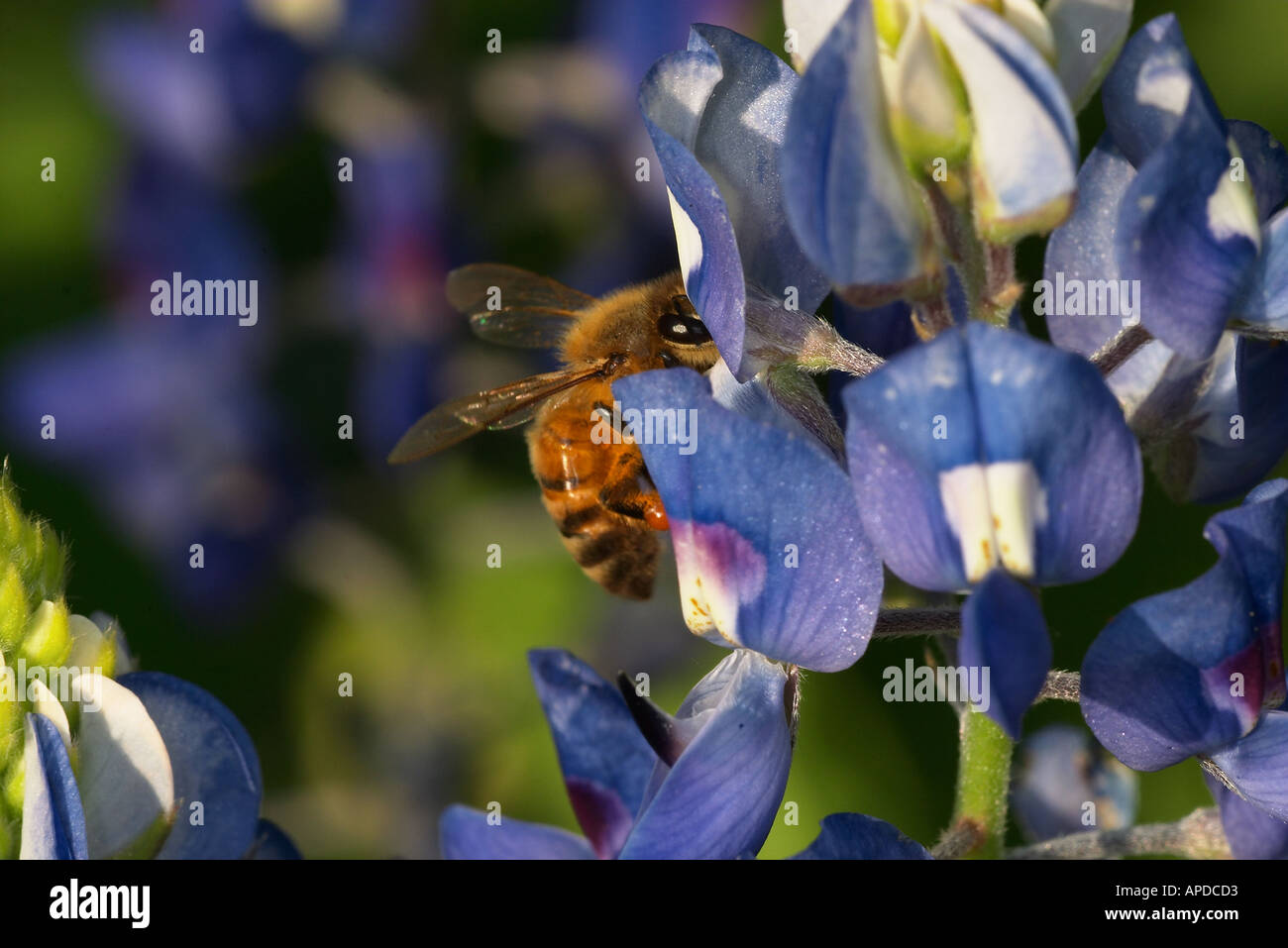 Blue Pollen Baskets High Resolution Stock Photography and Images - Alamy