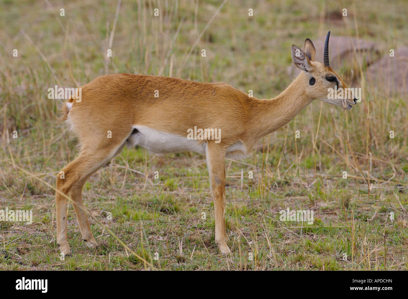 African steenboks hi-res stock photography and images - Alamy